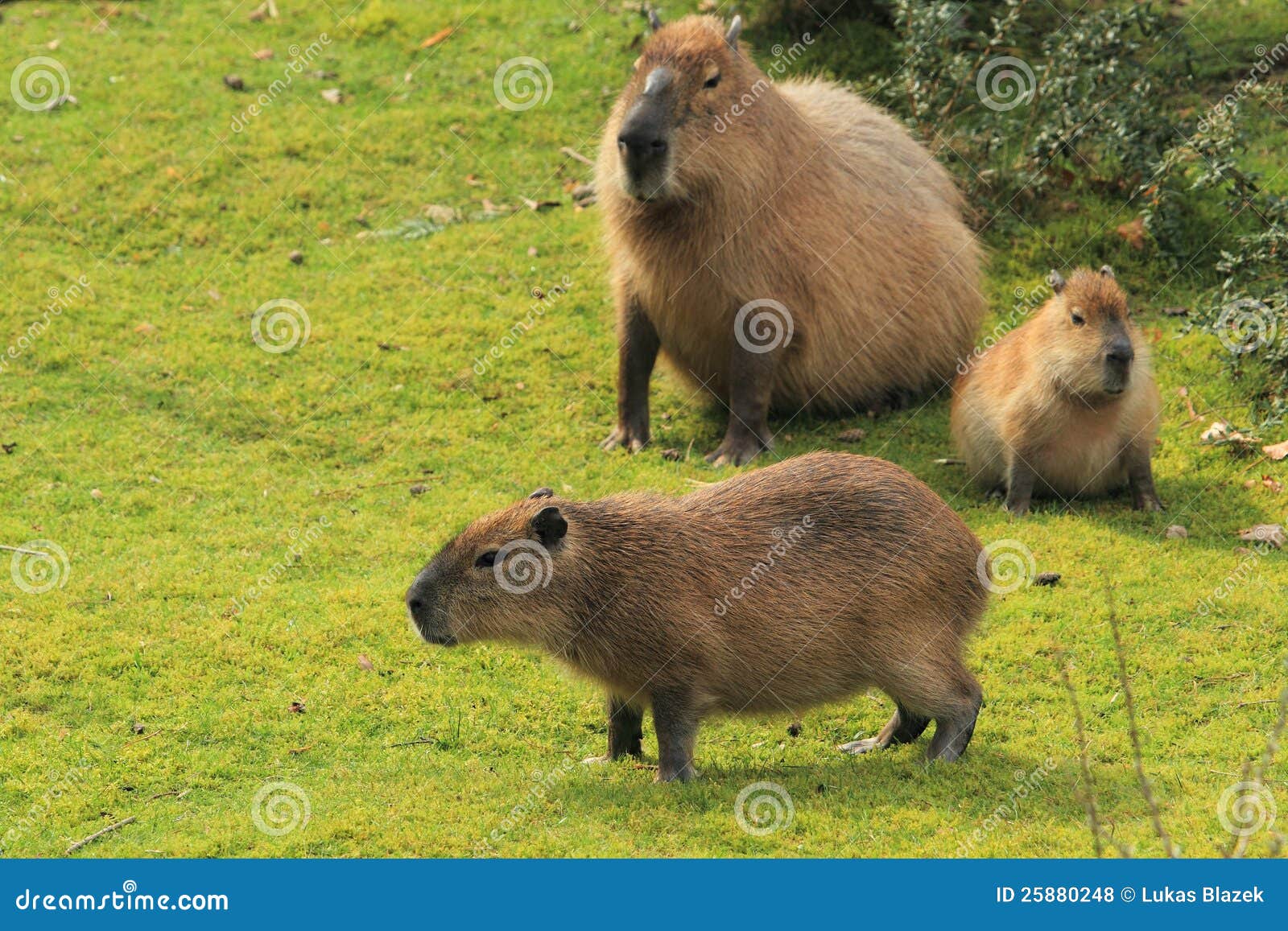 Capybara fotografia stock. Immagine di erba, trio, giovane - 25880248