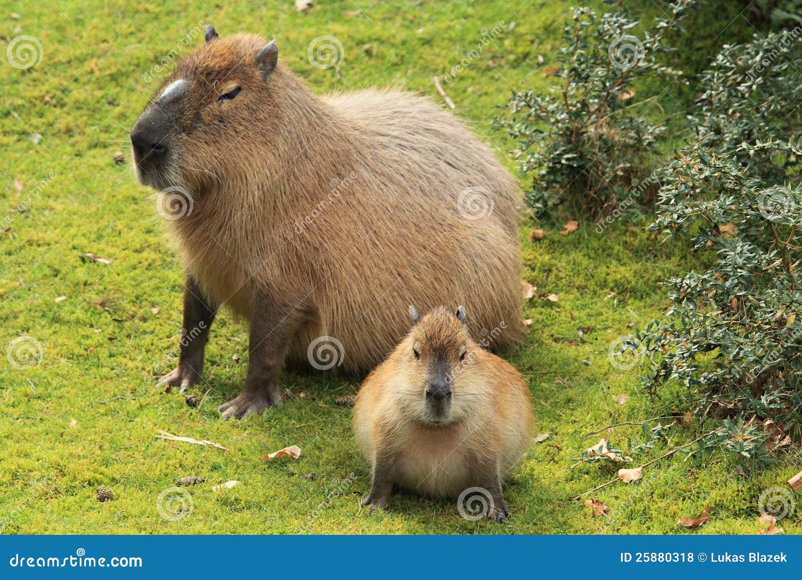 Capybara stock photo. Image of couple, hydrochaeris, adult - 25880318