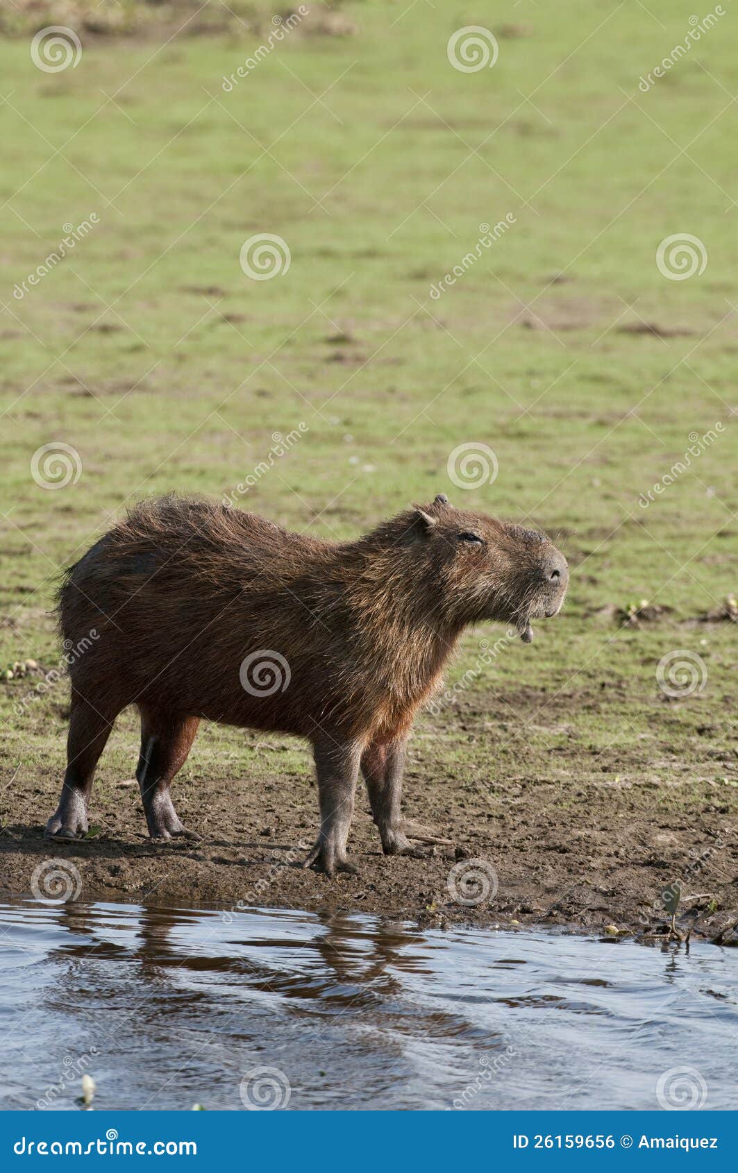 Capybara stock photo. Image of vertical, wildlife, people - 26159656
