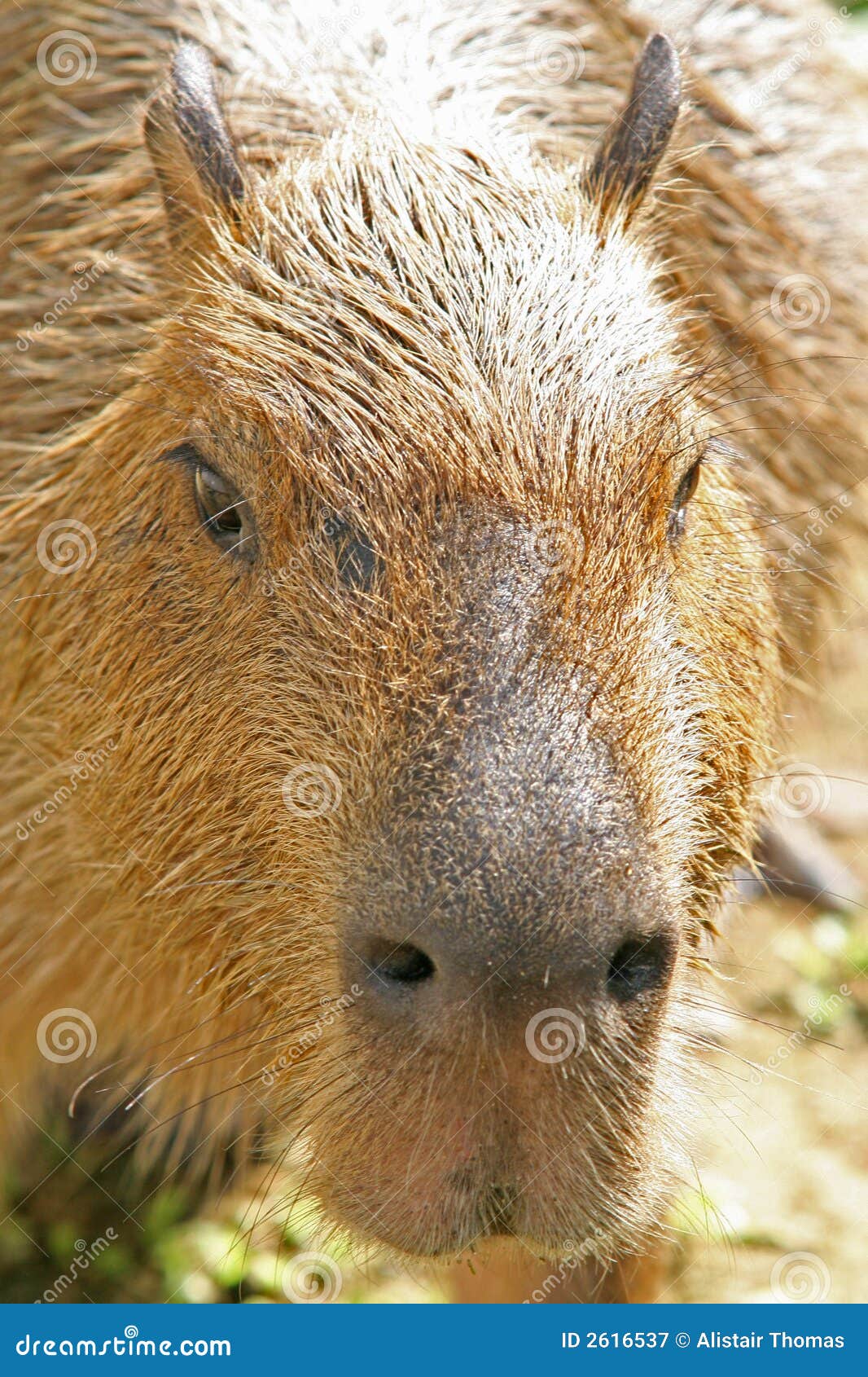 Capybara stock image. Image of herbivorous, panama, wildlife - 2616537