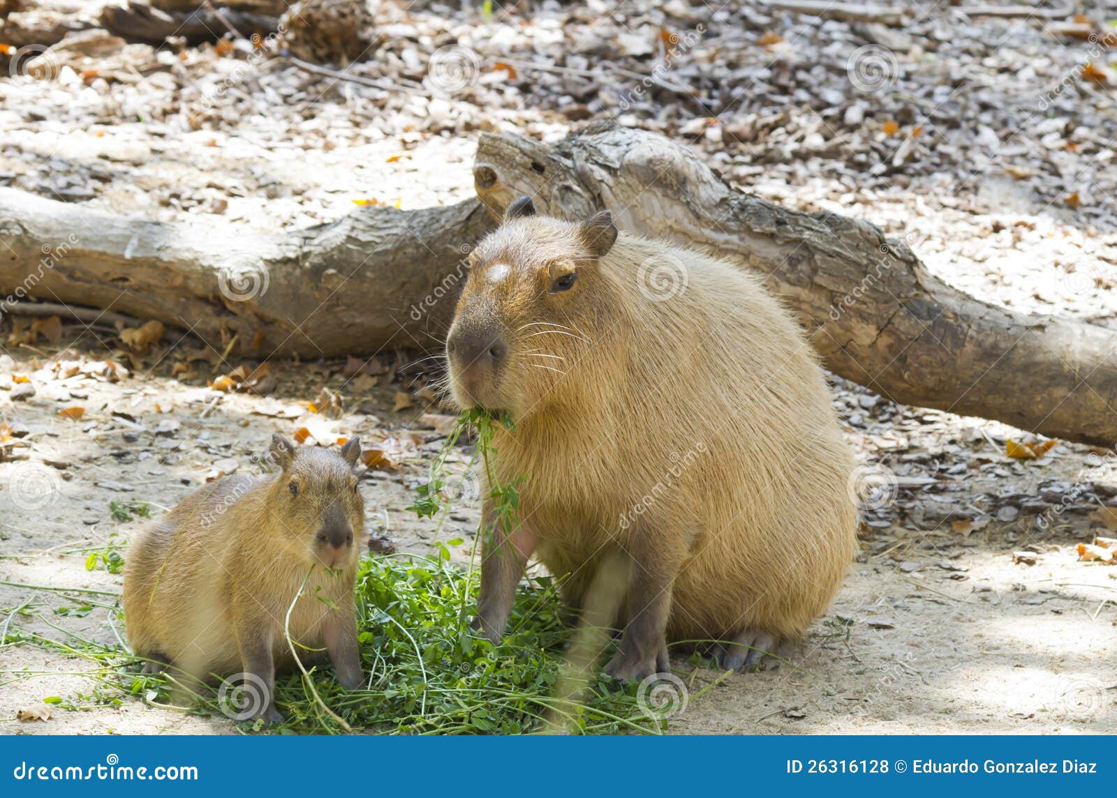 Capybara stock photo. Image of capybara, mammal, small - 26316128