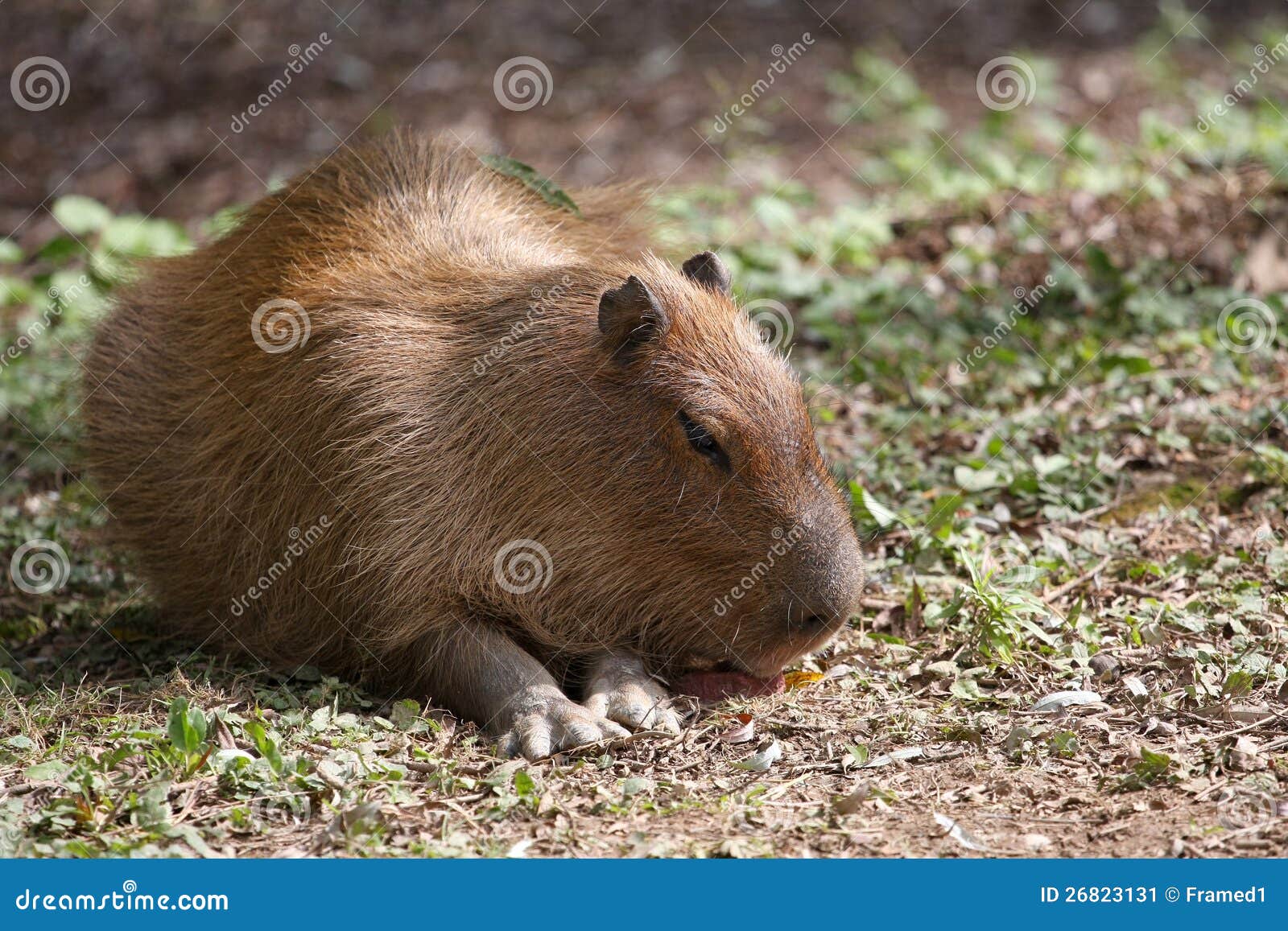Capybara stock image. Image of colombia, rodent, america - 26823131
