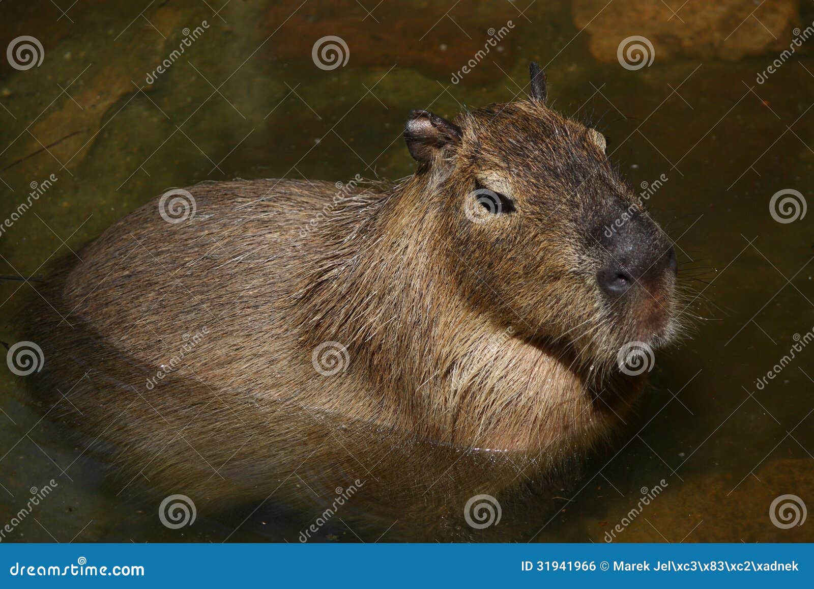 Capybara stock foto. Image of dier, water, grootste, zoogdier - 31941966