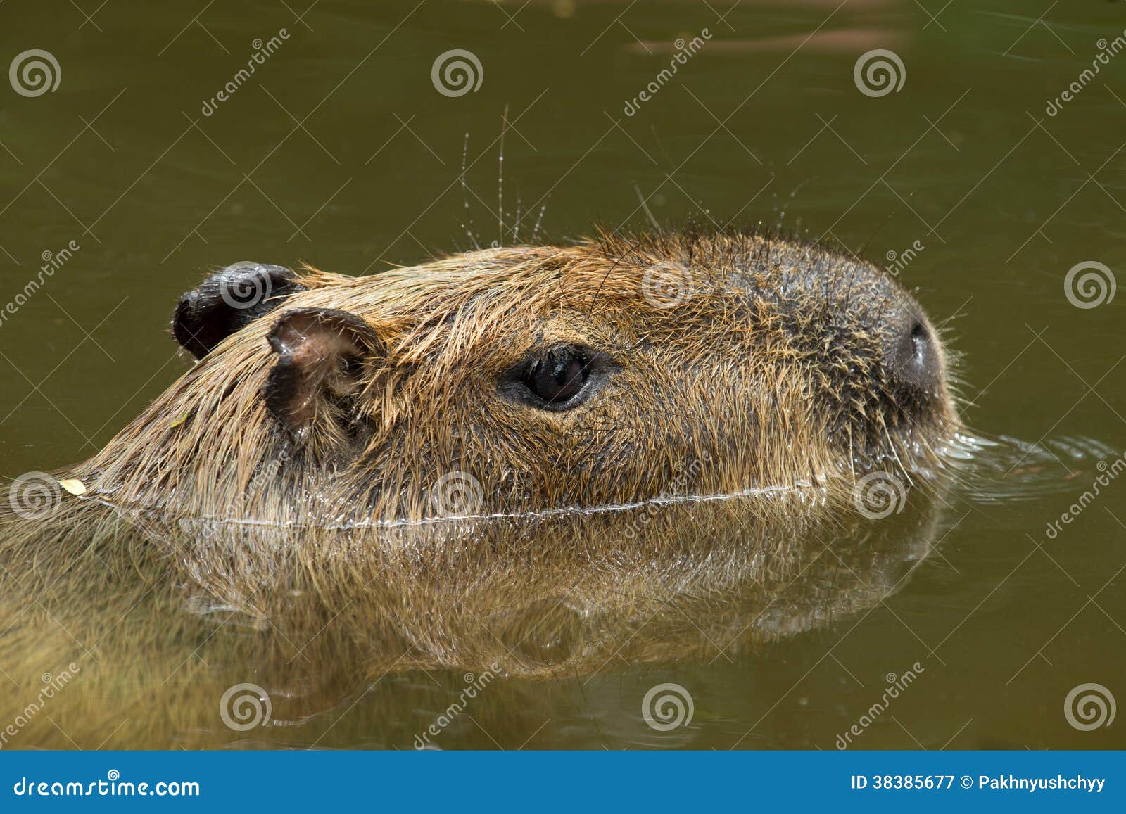 Capybara stock image. Image of grass, animal, brown, young - 38385677