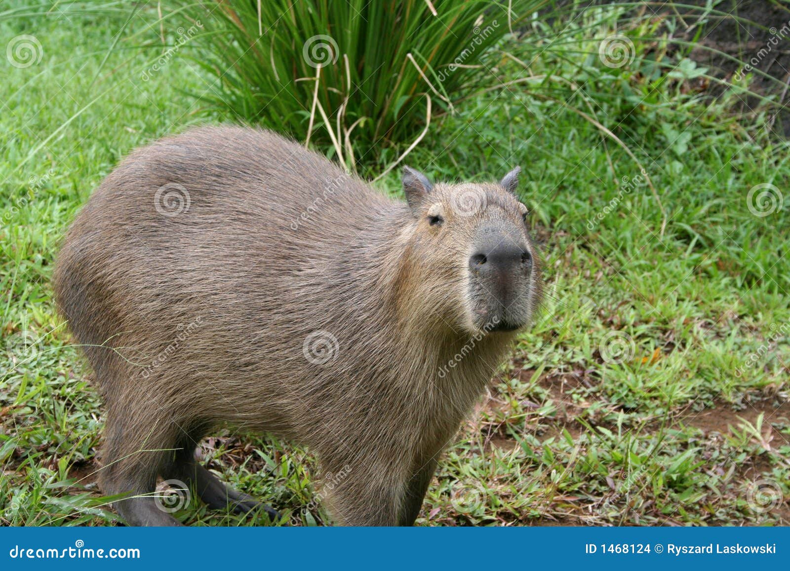 Capybara 4 stock photo. Image of animal, marshes, excursion - 1468124
