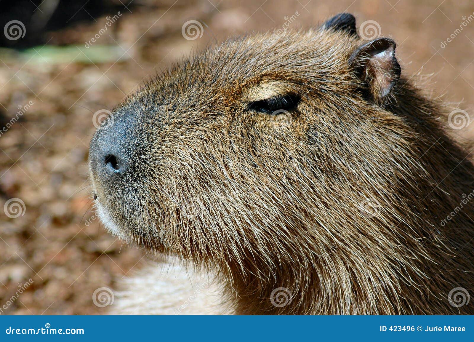 Capybara stock photo. Image of ears, rodent, largest, pest - 423496