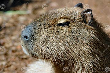 Capybara stock photo. Image of ears, rodent, largest, pest - 423496