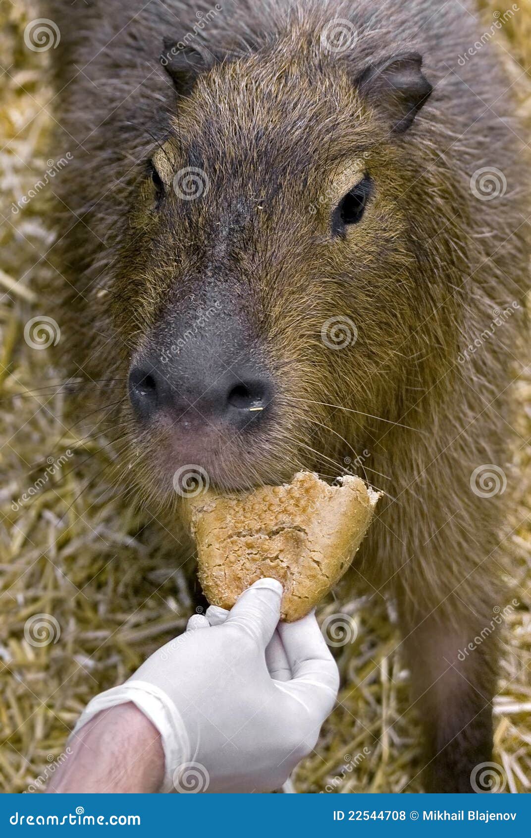 Capybara Human Stock Photos - Free & Royalty-Free Stock Photos from ...