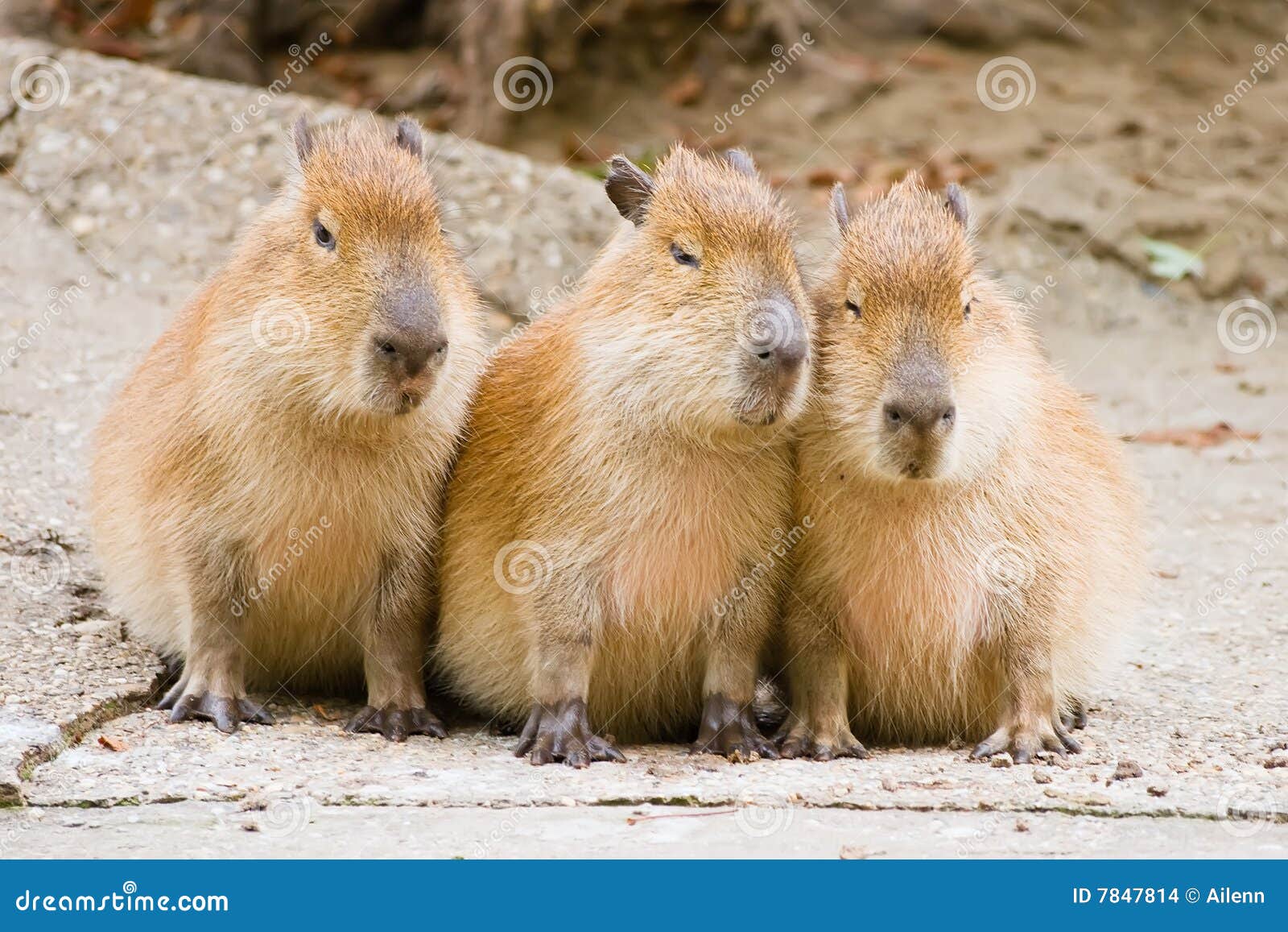 Capybara Royalty-Free Stock Photo | CartoonDealer.com #84794553