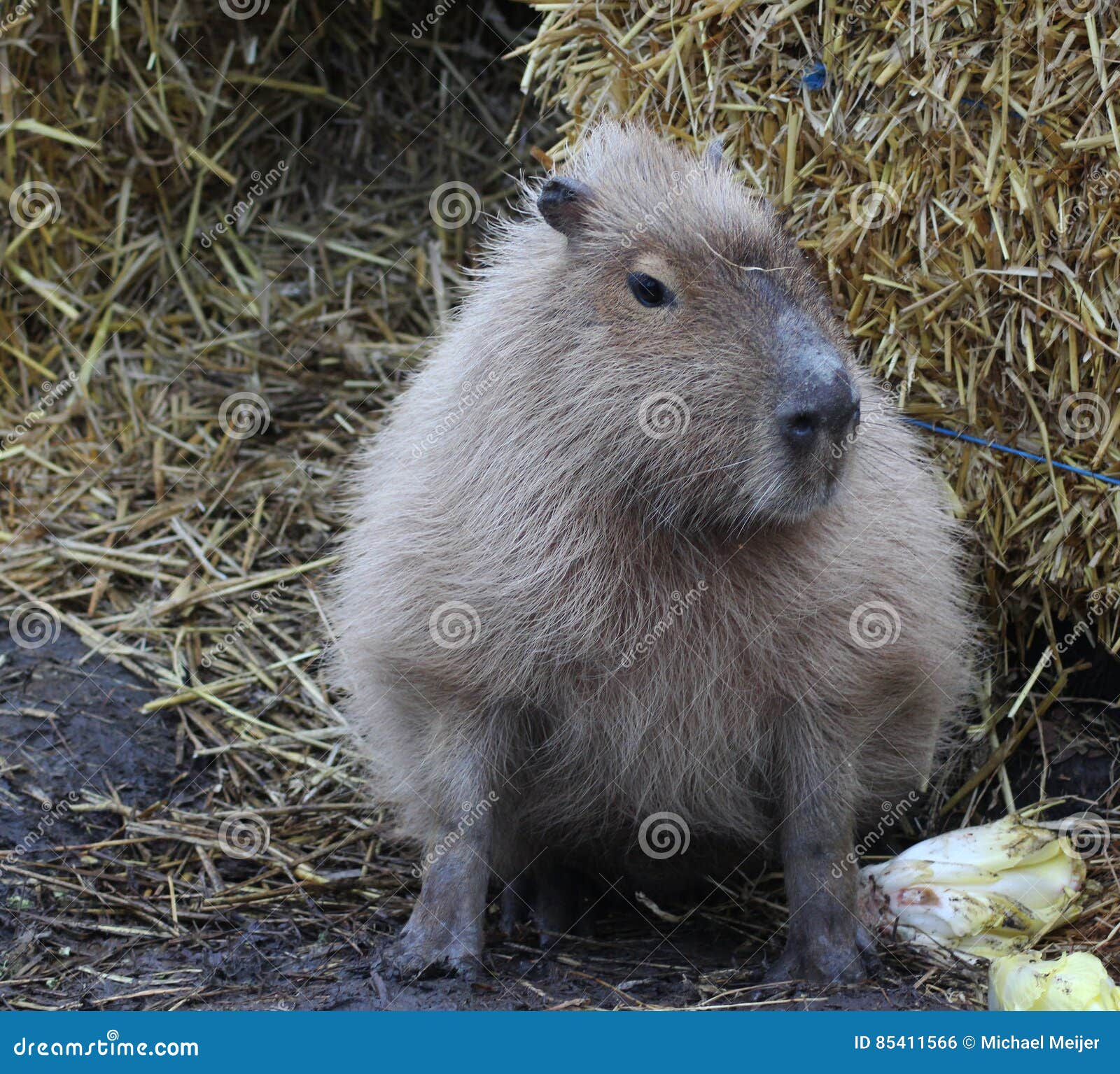 Capybara stock foto. Image of hoofd, meer, groot, grootste - 85411566