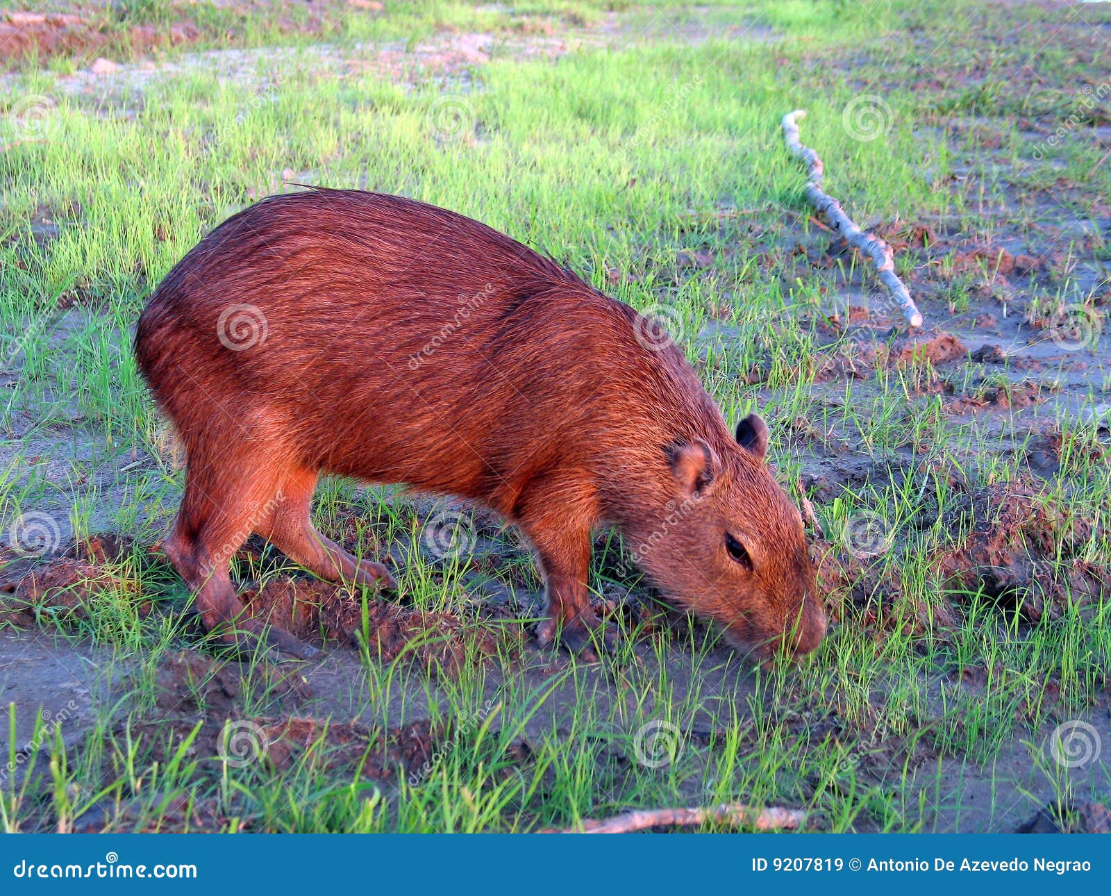 Capybara Royalty-Free Stock Image | CartoonDealer.com #25724218