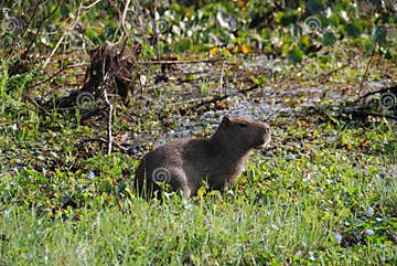 Capybara stock image. Image of brazil, swim, america, south - 9621981