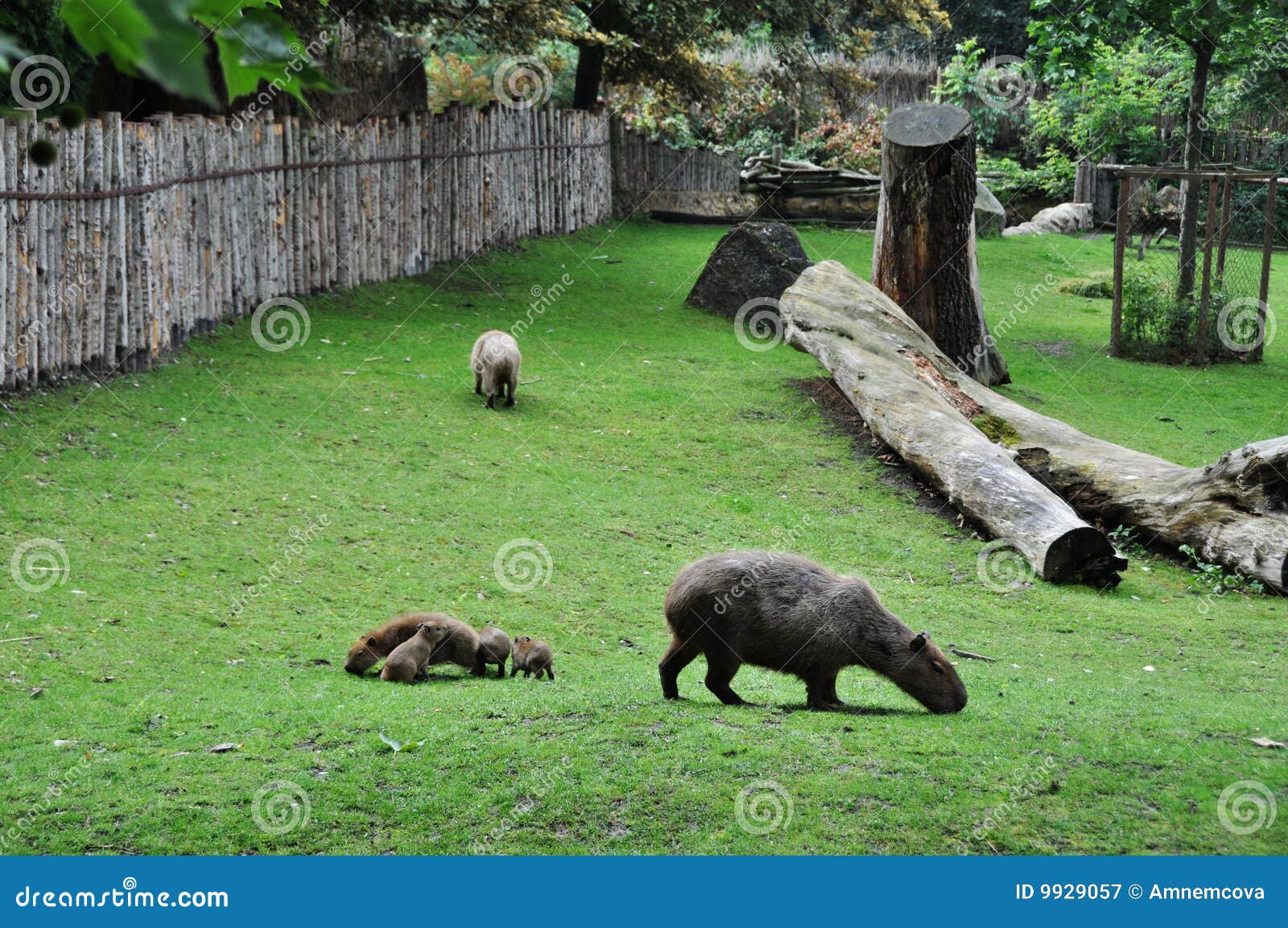Capybara stock image. Image of tree, natural, carpincho - 9929057