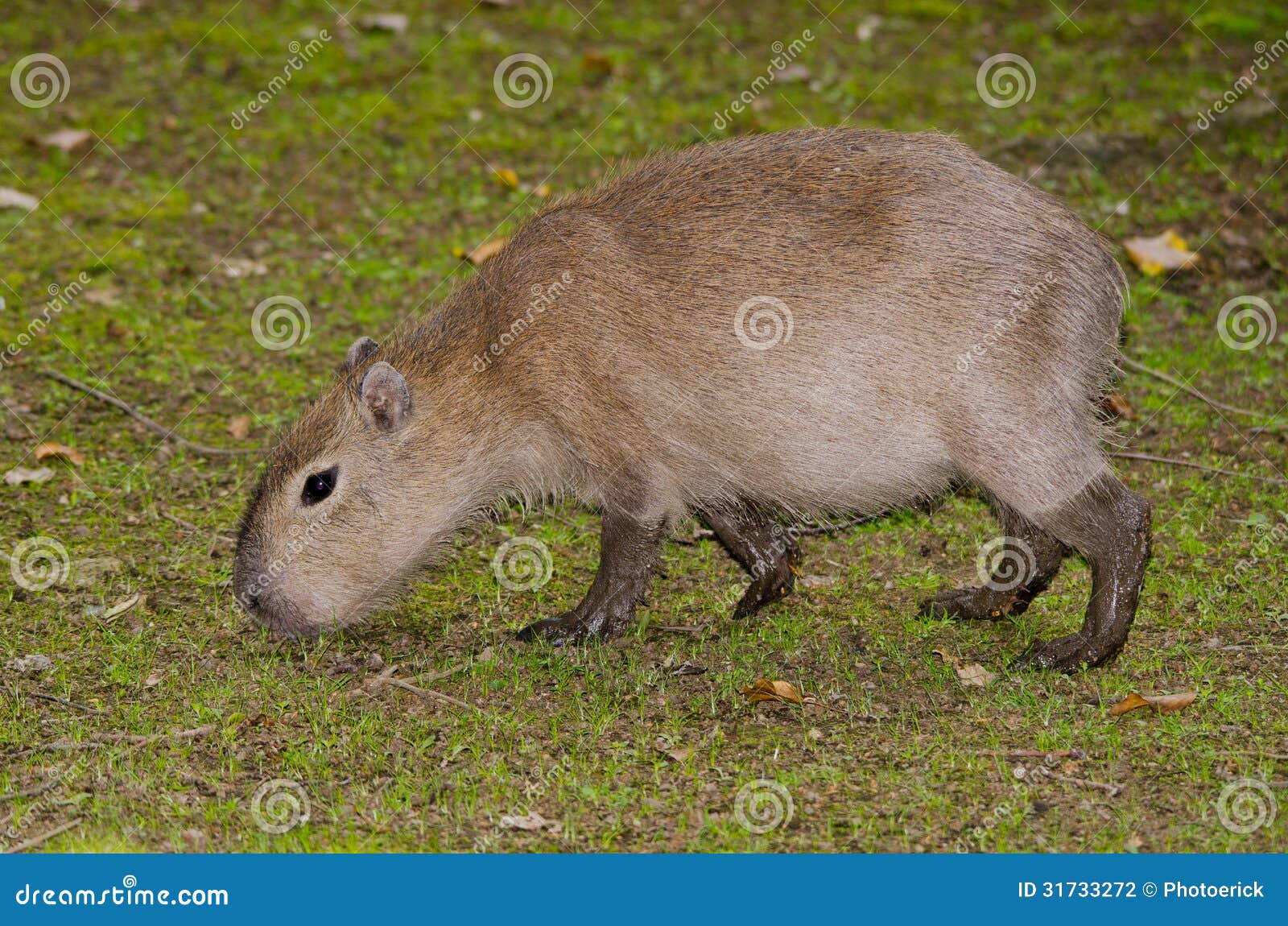 Capybara stock photo. Image of breeding, south, meat - 31733272