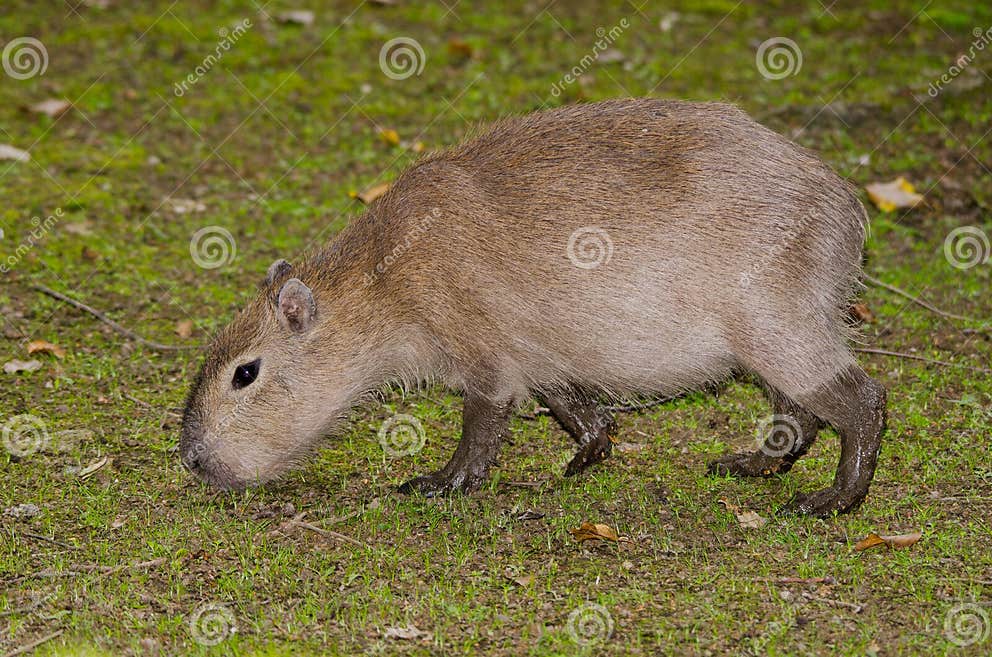 Capybara stock photo. Image of breeding, south, meat - 31733272