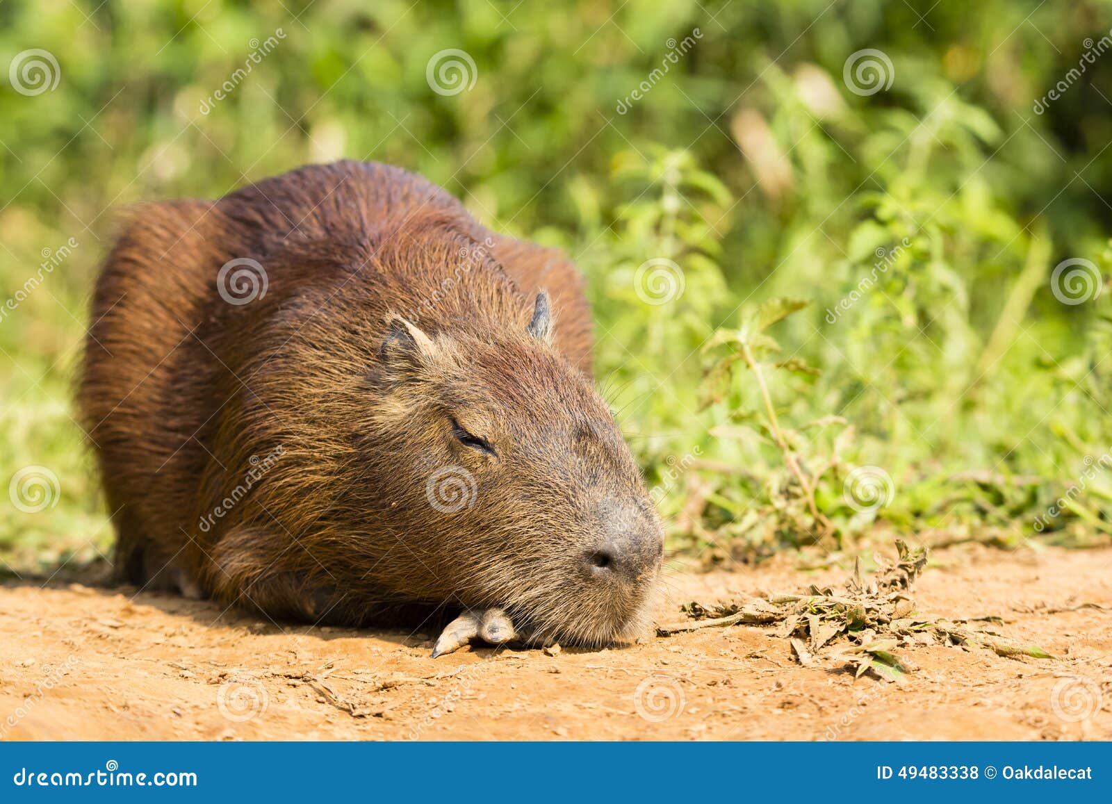 Capybara adulto do sono foto de stock. Imagem de olho - 49483338