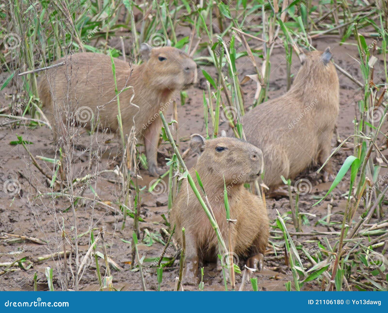 Capybara, Amazon River Peru Stock Photo - Image of capybara, amazon ...