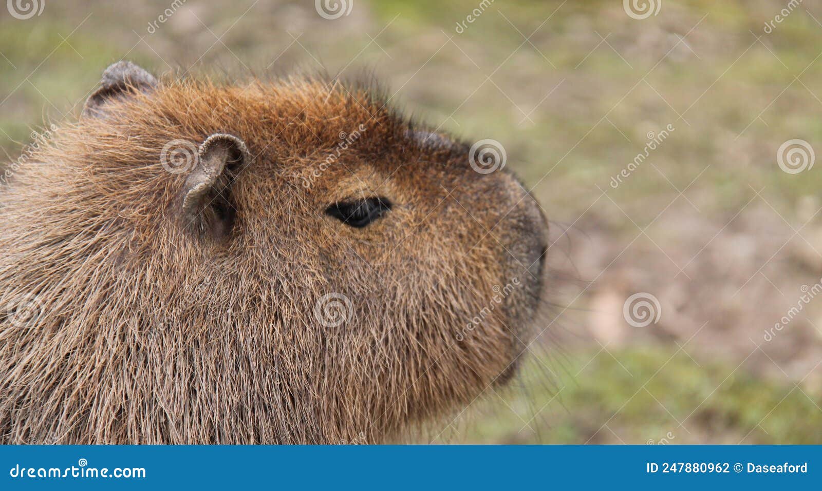 Capybara Animal. stock photo. Image of hair, wildlife - 247880962