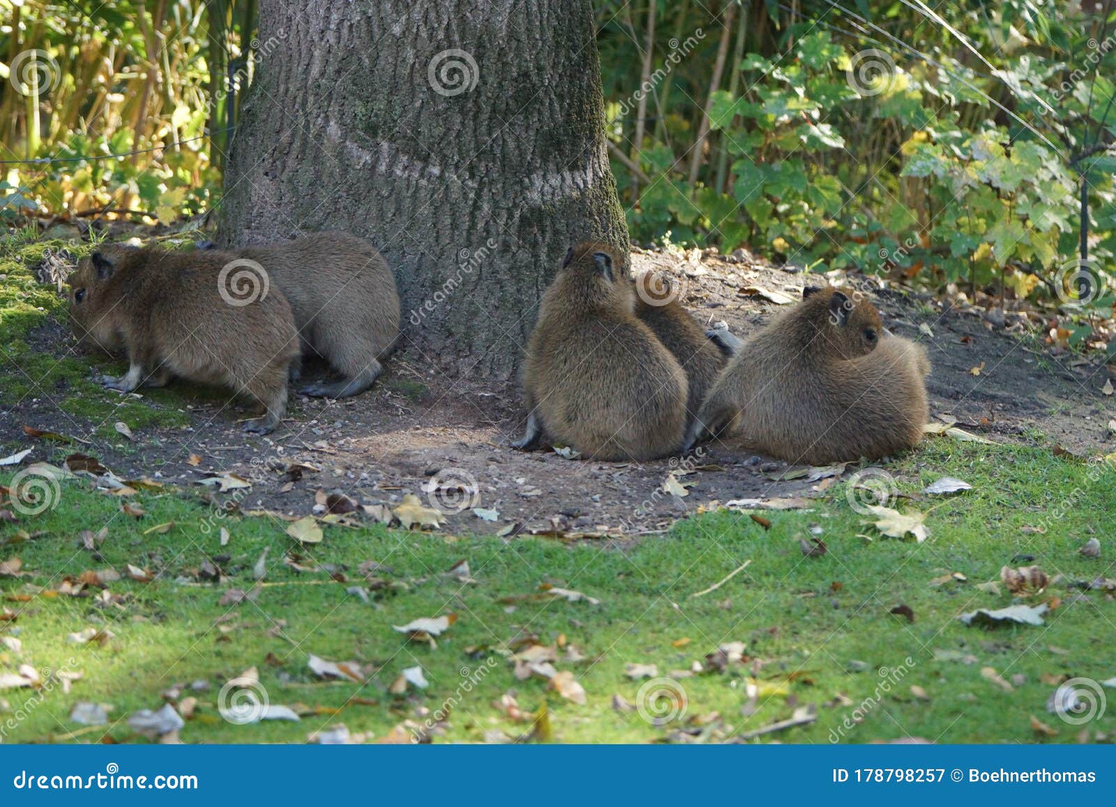 Capybara cubs. stock image. Image of wild, america, capybara - 178798257