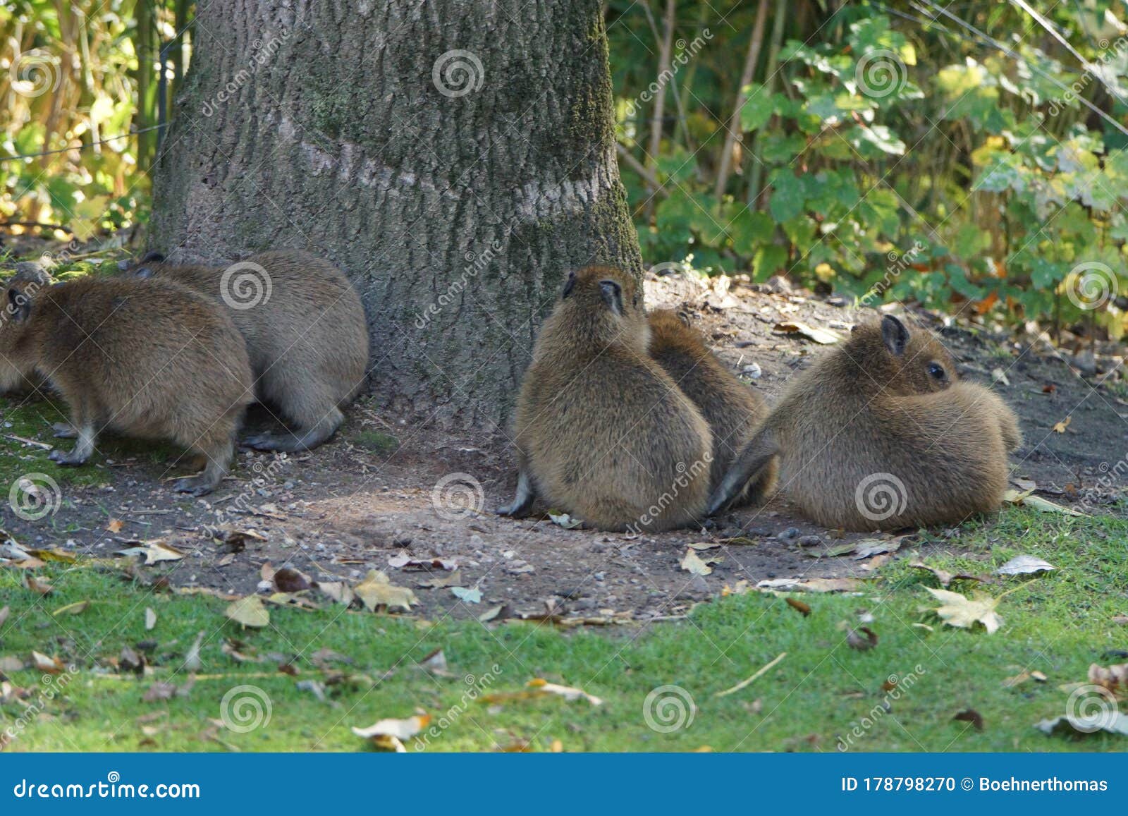 Capybara cubs. stock photo. Image of carpincho, family - 178798270