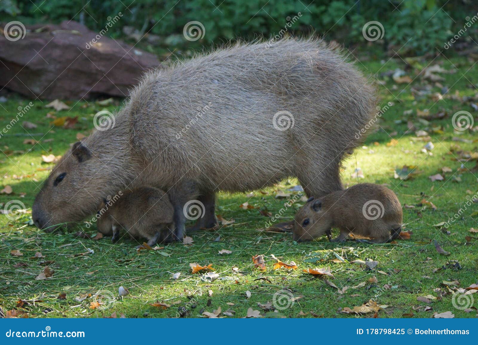 Capybara cubs. stock image. Image of caviidae, hydrochoerus - 178798425