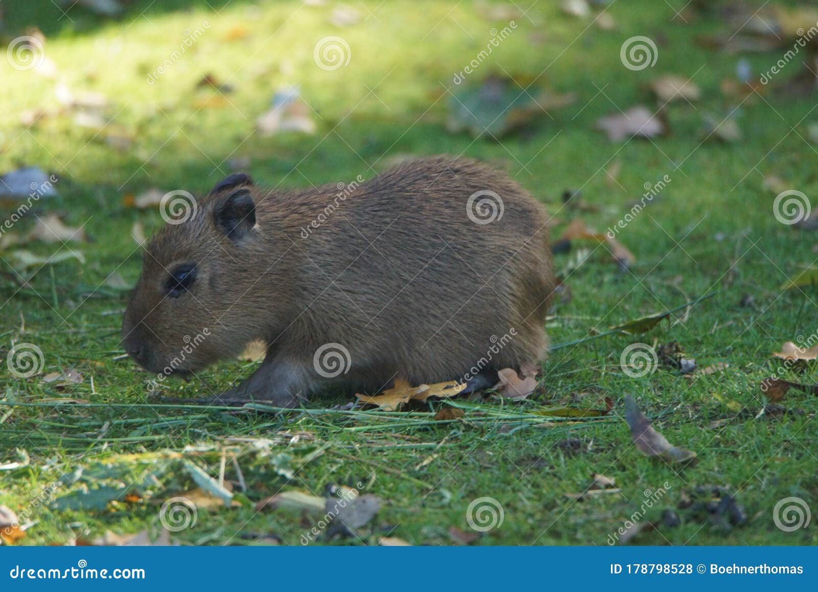 Capybara cubs. stock photo. Image of cavy, caviidae - 178798528