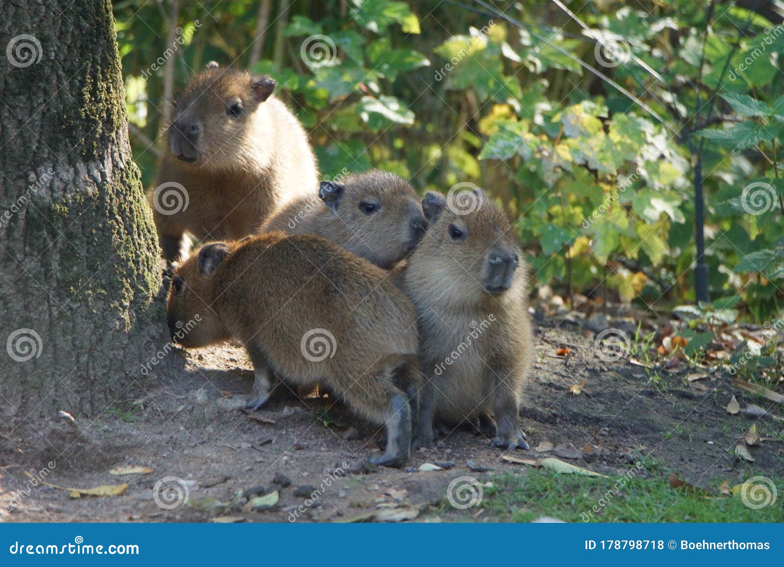 Capybara cubs. stock photo. Image of hydrochaeris, mother - 178798718