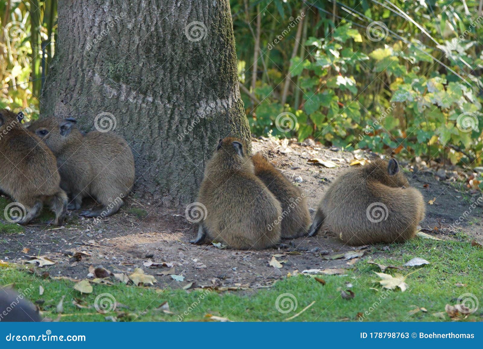 Capybara cubs. stock image. Image of south, green, carpincho - 178798763