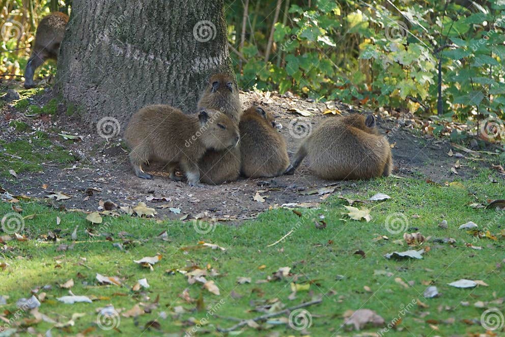 Capybara cubs. stock image. Image of cute, capybara - 178798837
