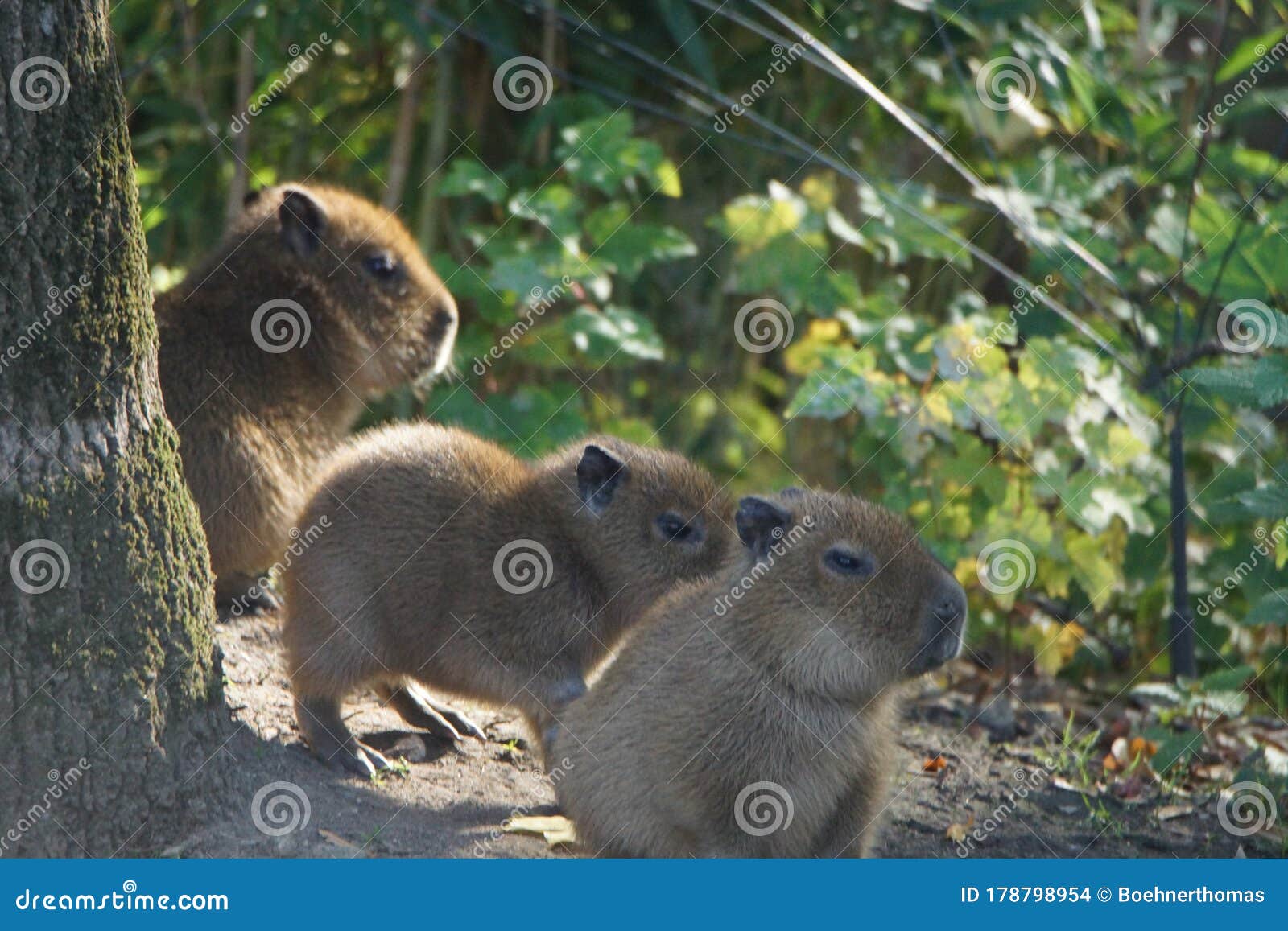 Capybara cubs. stock photo. Image of cubs, green, family - 178798954