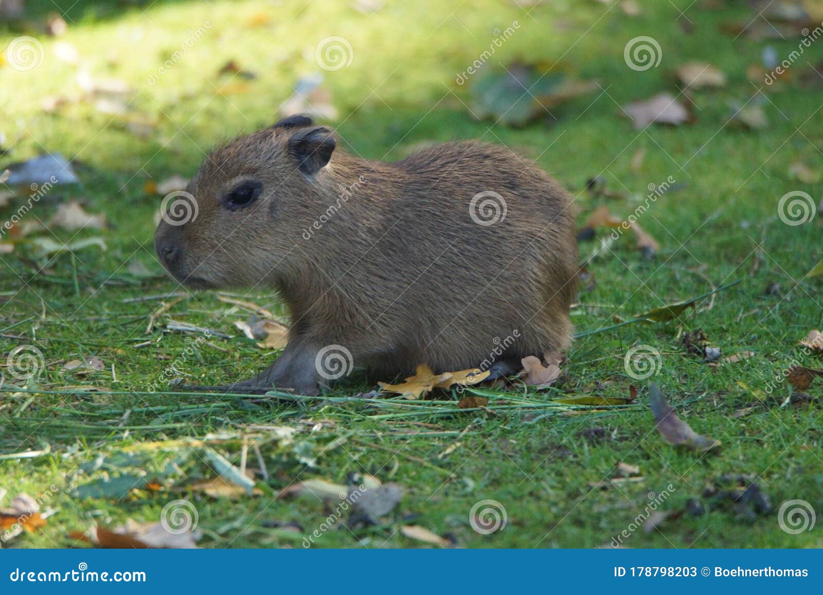 Capybara cubs. stock image. Image of south, baby, rodent - 178798203