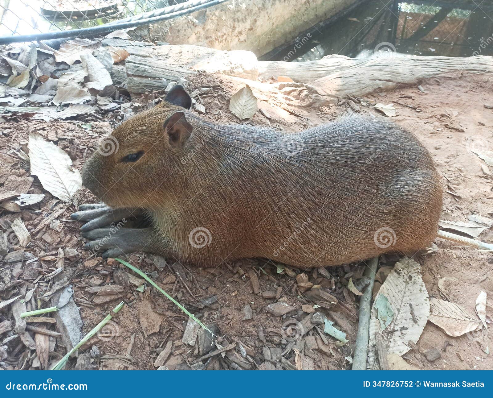 A Capybara Baby is Resting on the Ground. Stock Illustration ...