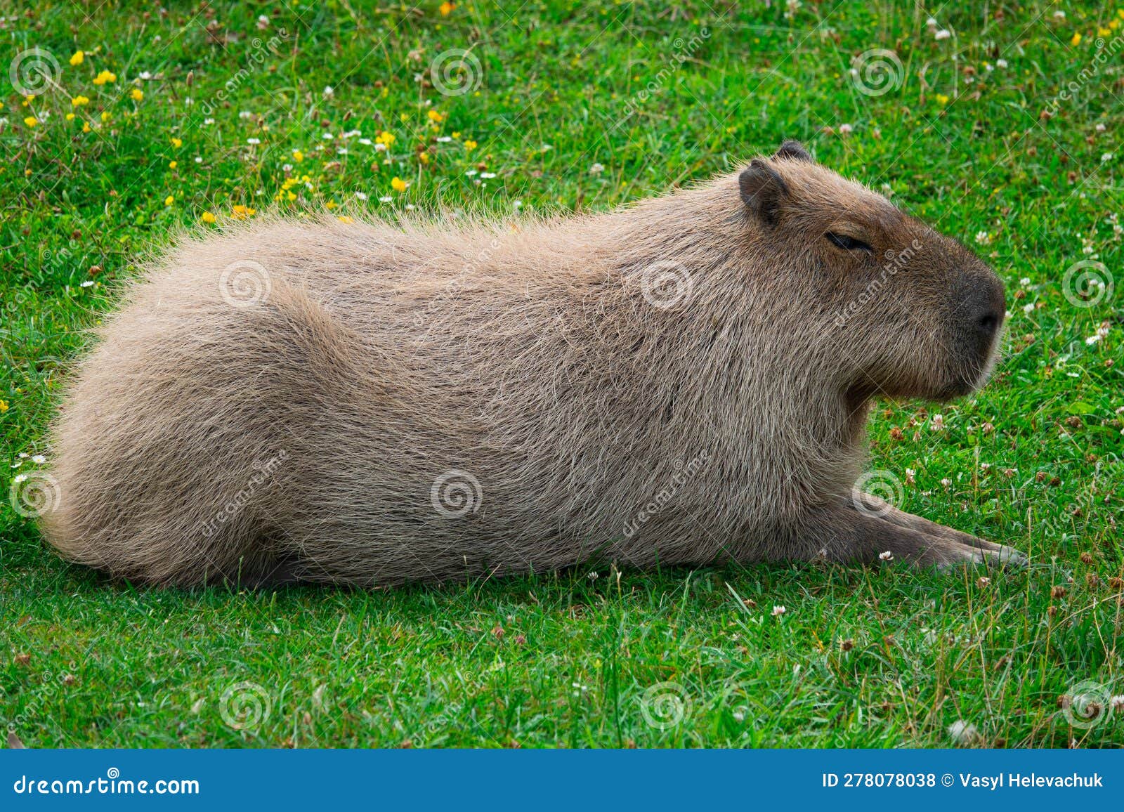 Capybara Male Closeup Royalty-Free Stock Image | CartoonDealer.com ...