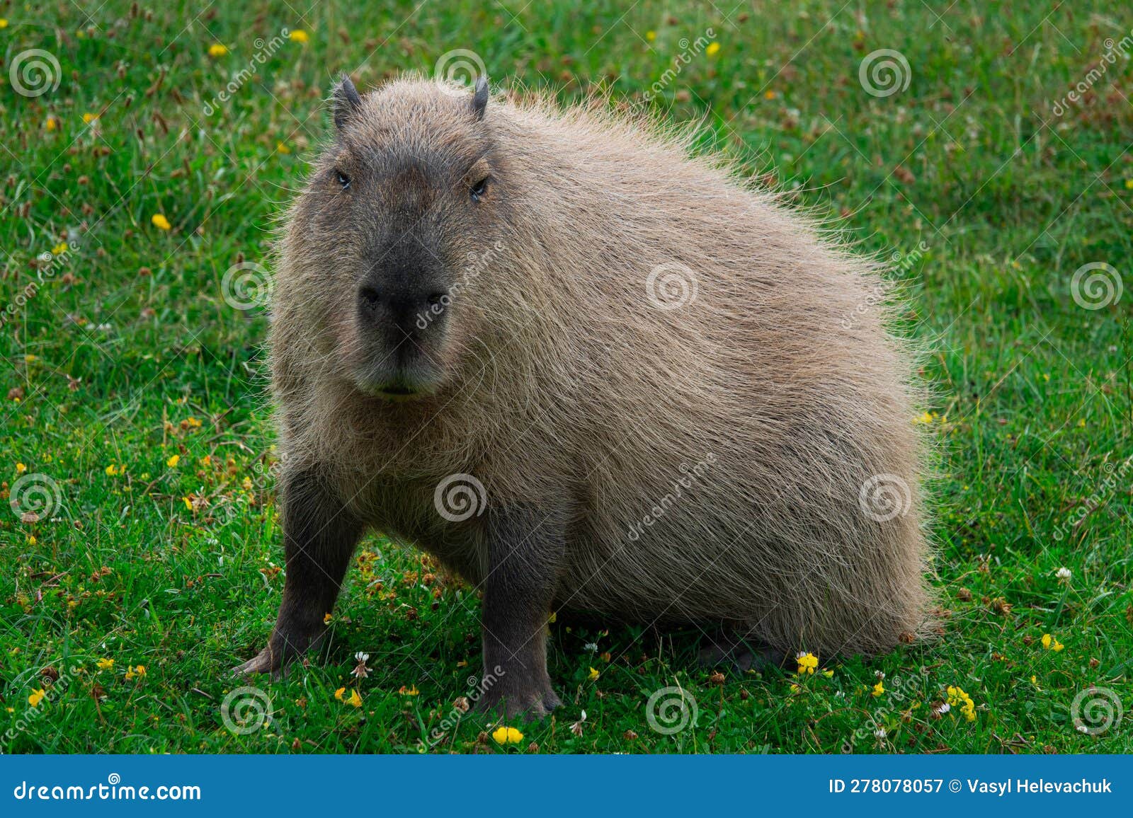 Capybara Male Closeup Royalty-Free Stock Image | CartoonDealer.com ...