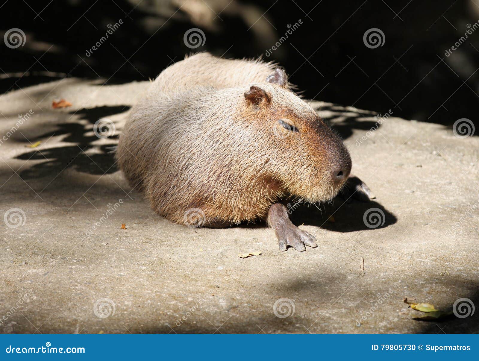 Capybara Basking in the Sun, Thailand Stock Photo - Image of gnawer ...