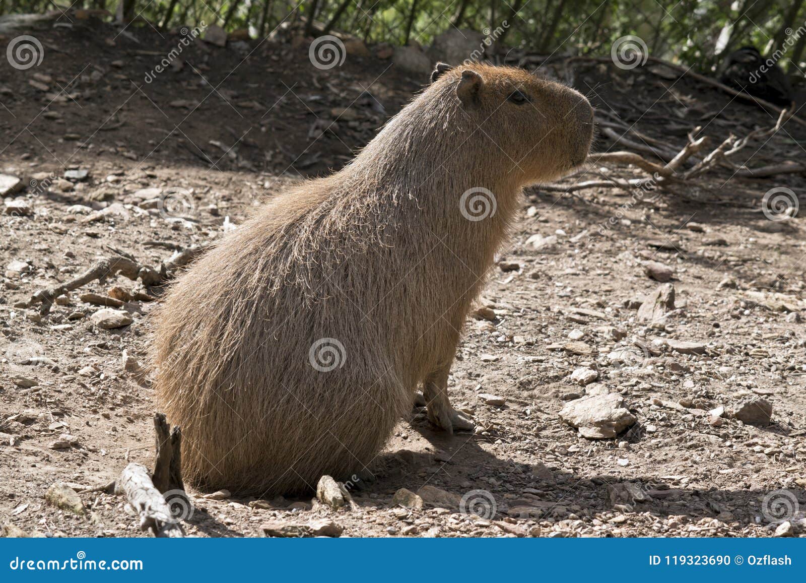 Capybara big rat stock photo. Image of whiskers, hairy - 119323690