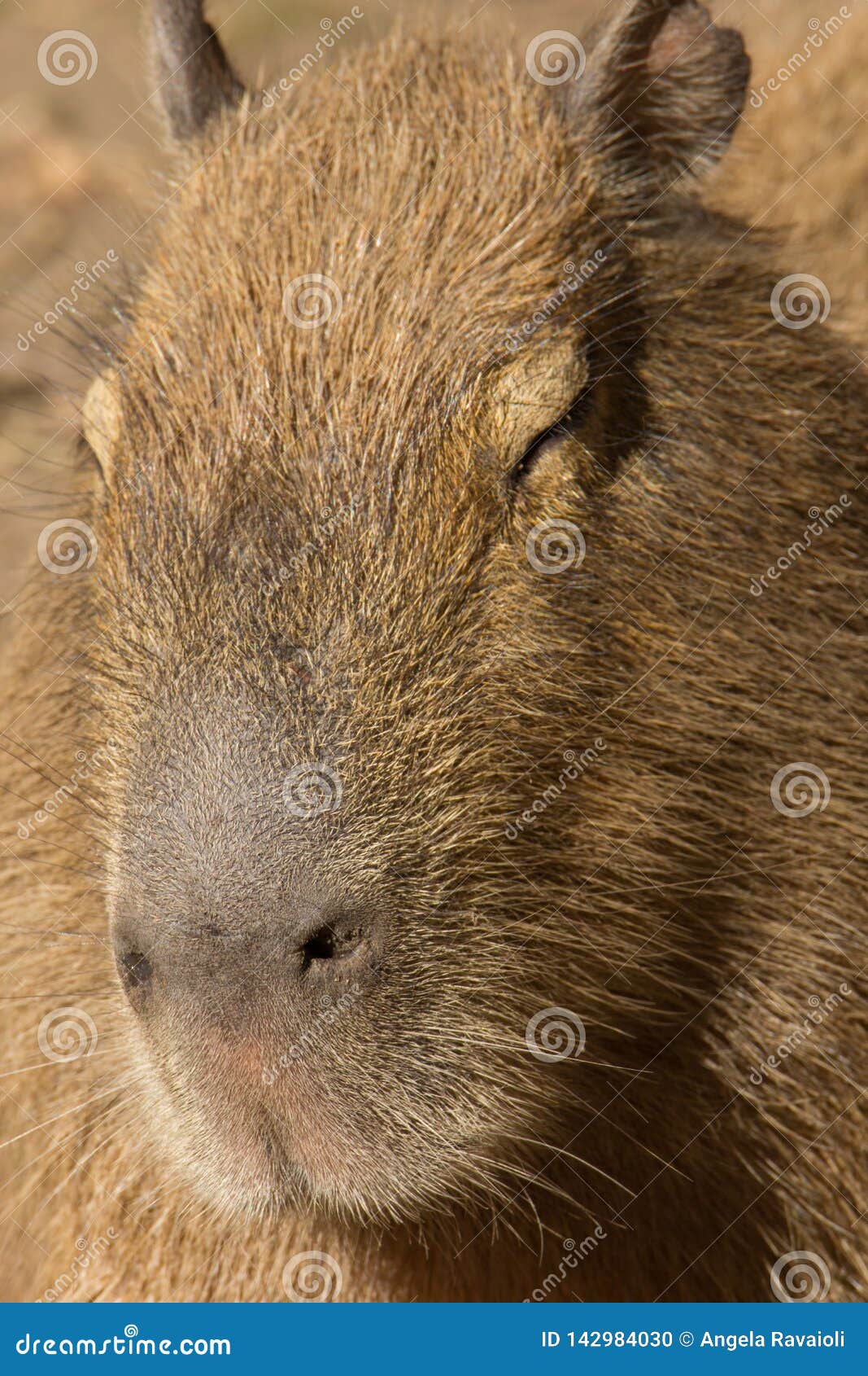 Capybara Big Rodent stock photo. Image of argentina - 142984030