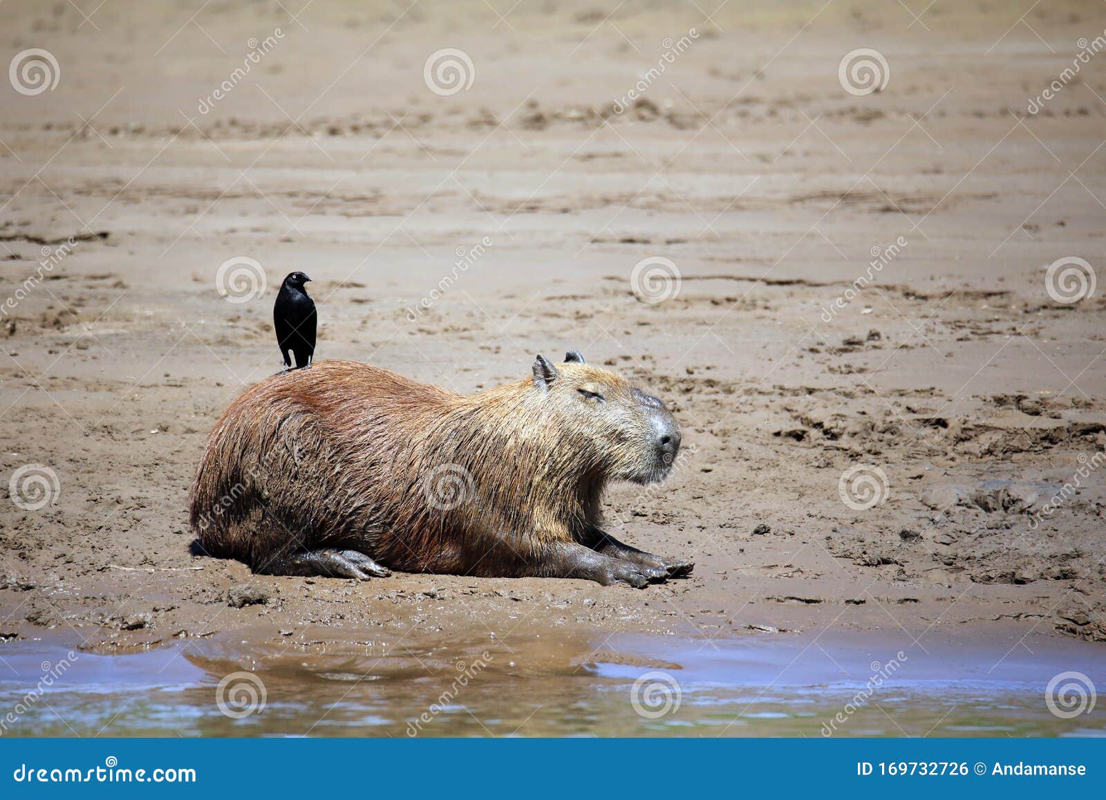 Capybara With A Bird On His Back - Esteros Del Ibera, Argentina Royalty ...