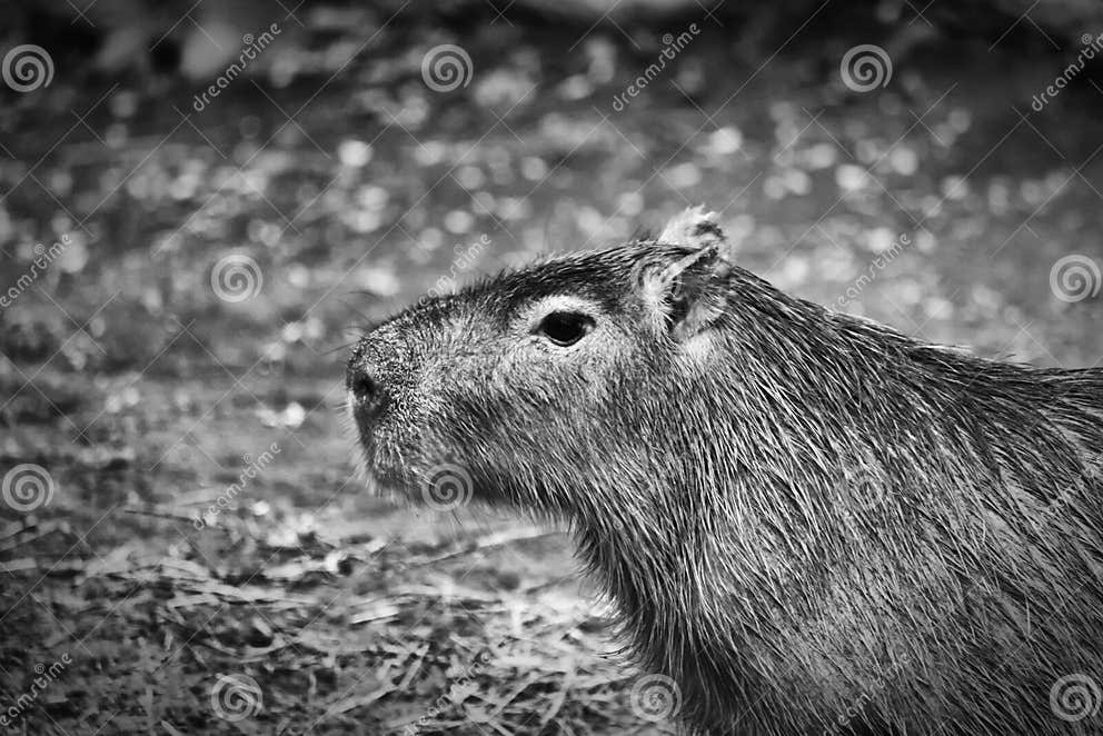 The Capybara Black and White Stock Photo - Image of nature, black ...