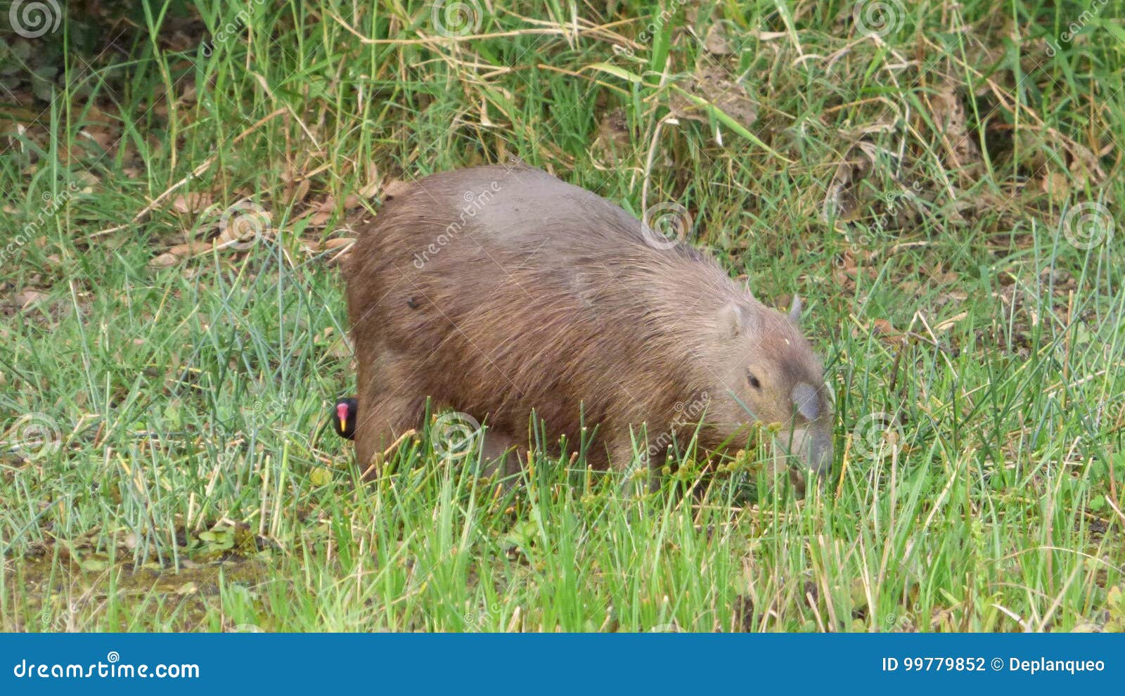 Capybara in Bolivia, South America. Stock Photo - Image of hydrochaeris ...