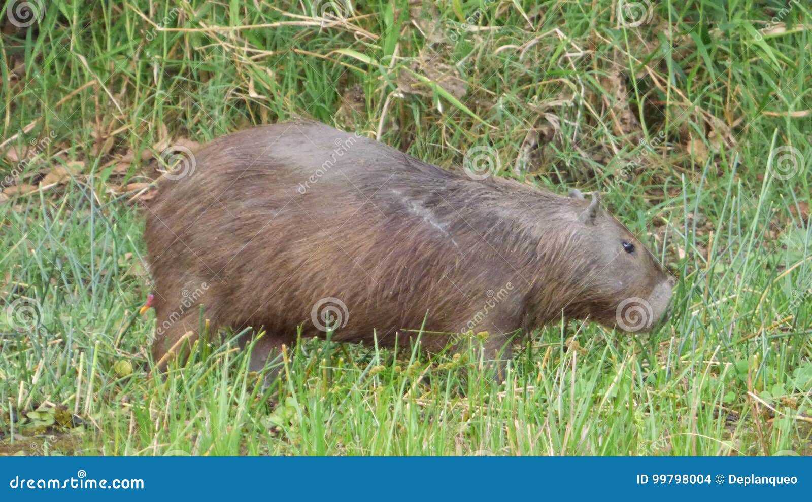 Capybara in Bolivia, South America. Stock Photo - Image of bolivia ...