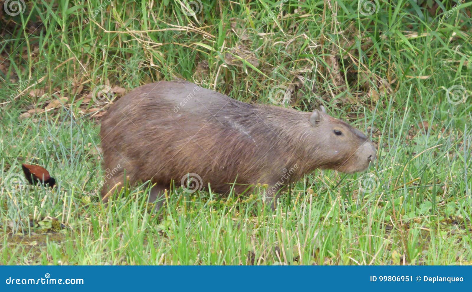 Capybara in Bolivia, South America. Stock Image - Image of adorable ...