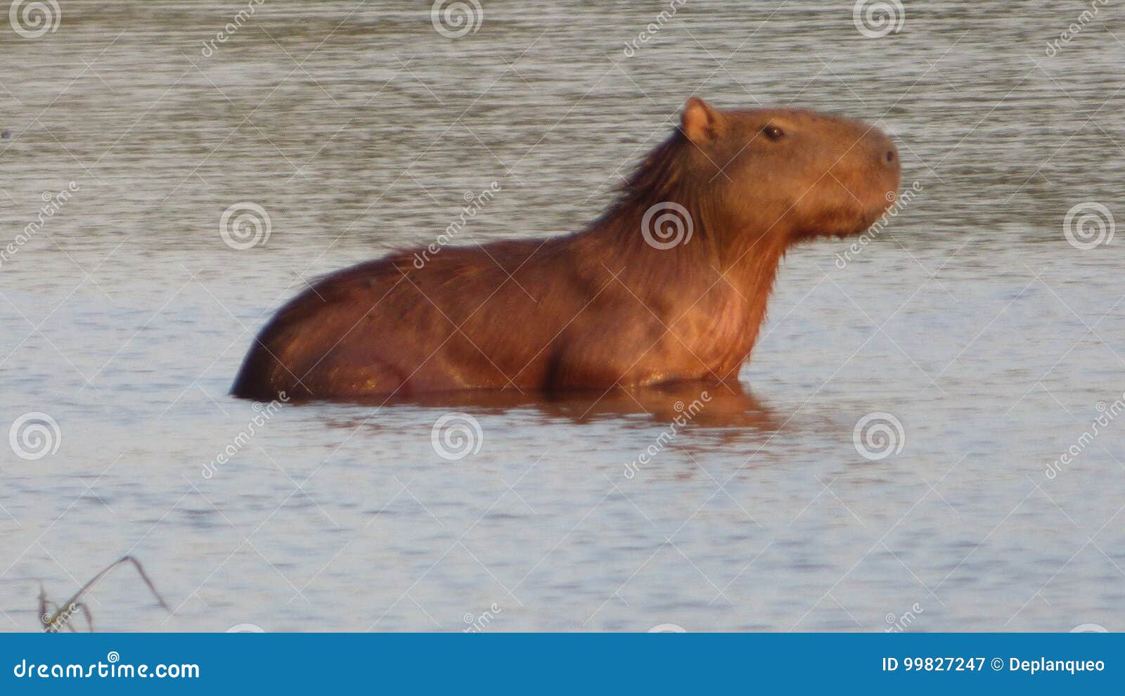 Capybara in Bolivia, South America. Stock Image - Image of cute, fauna ...