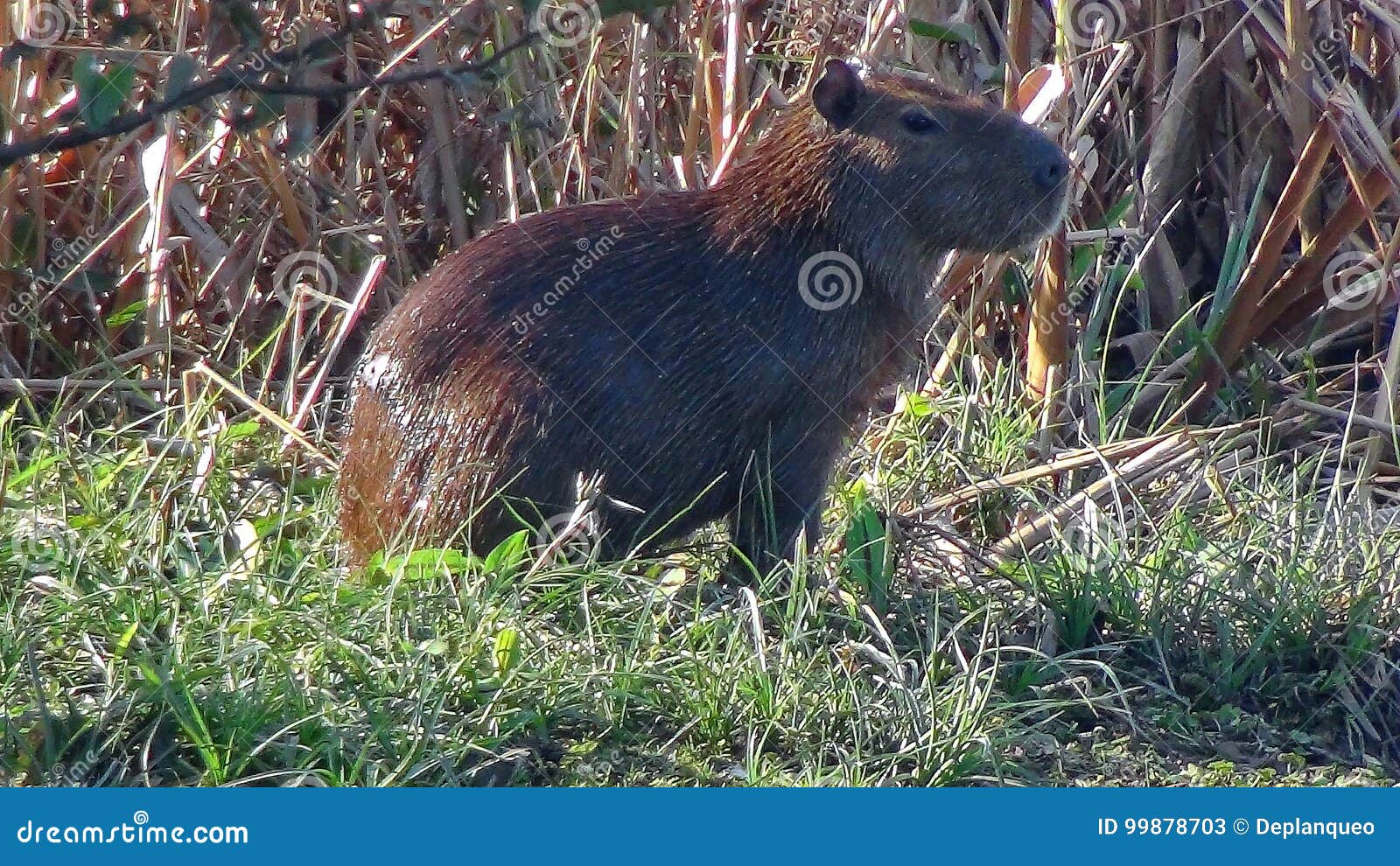 Capybara in Bolivia, South America. Stock Image - Image of outdoor ...