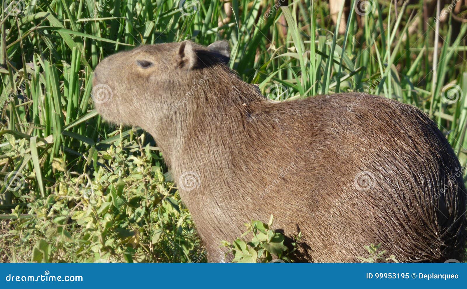 Capybara in Bolivia, South America. Stock Image - Image of bolivian ...