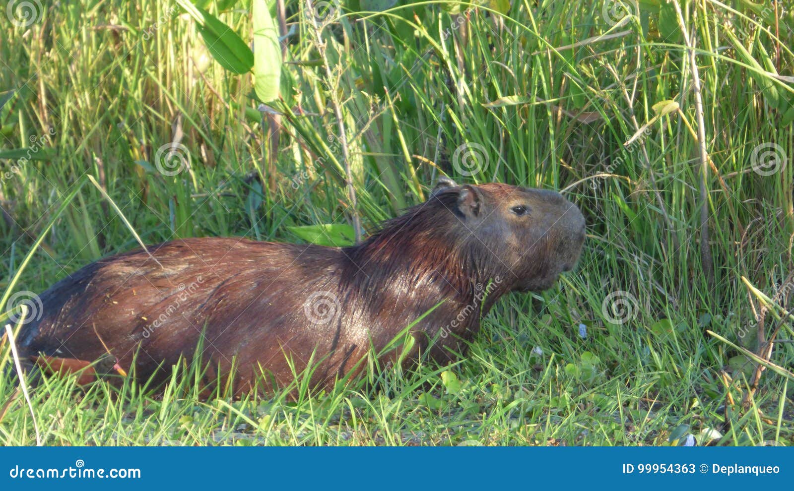 Capybara in Bolivia, South America. Stock Image - Image of outdoor ...