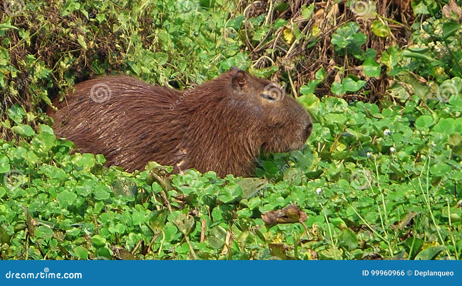 Capybara in Bolivia, South America. Stock Photo - Image of hydrochaeris ...