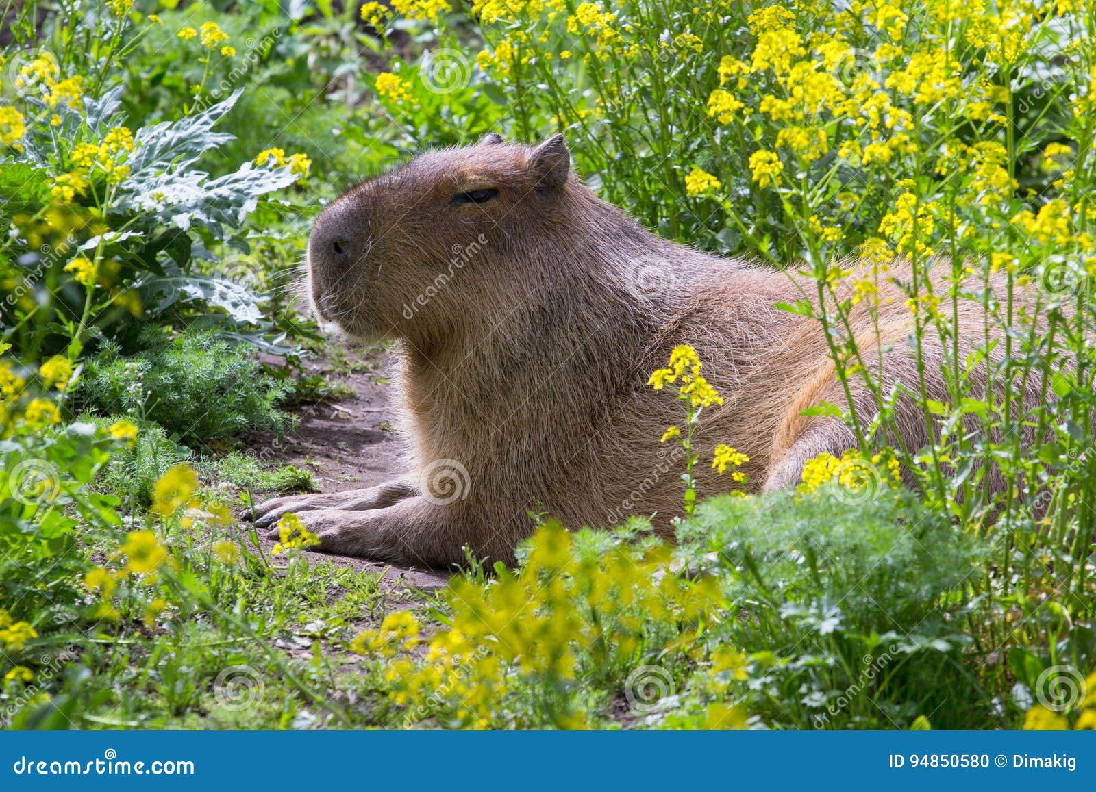 Capybara Bonito Que Encontra-se No Campo Foto de Stock - Imagem de ...