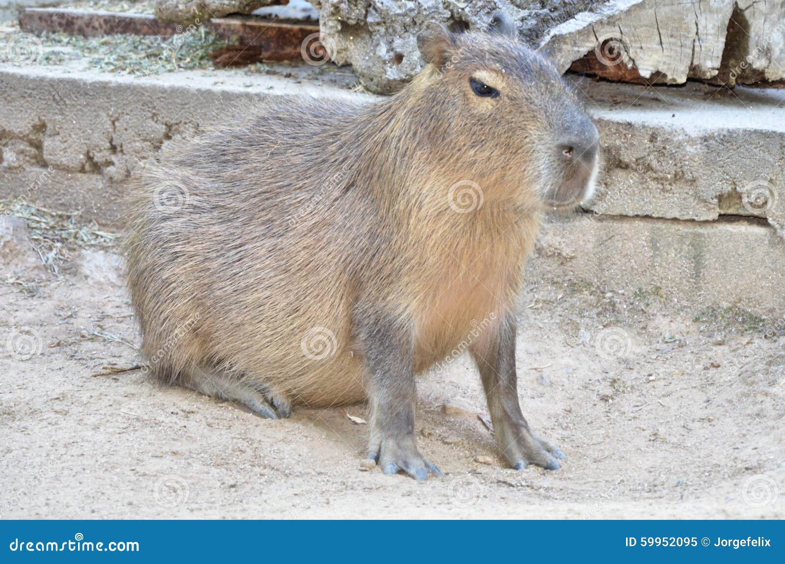 Capybara stock image. Image of animal, wild, mammal, details - 59952095