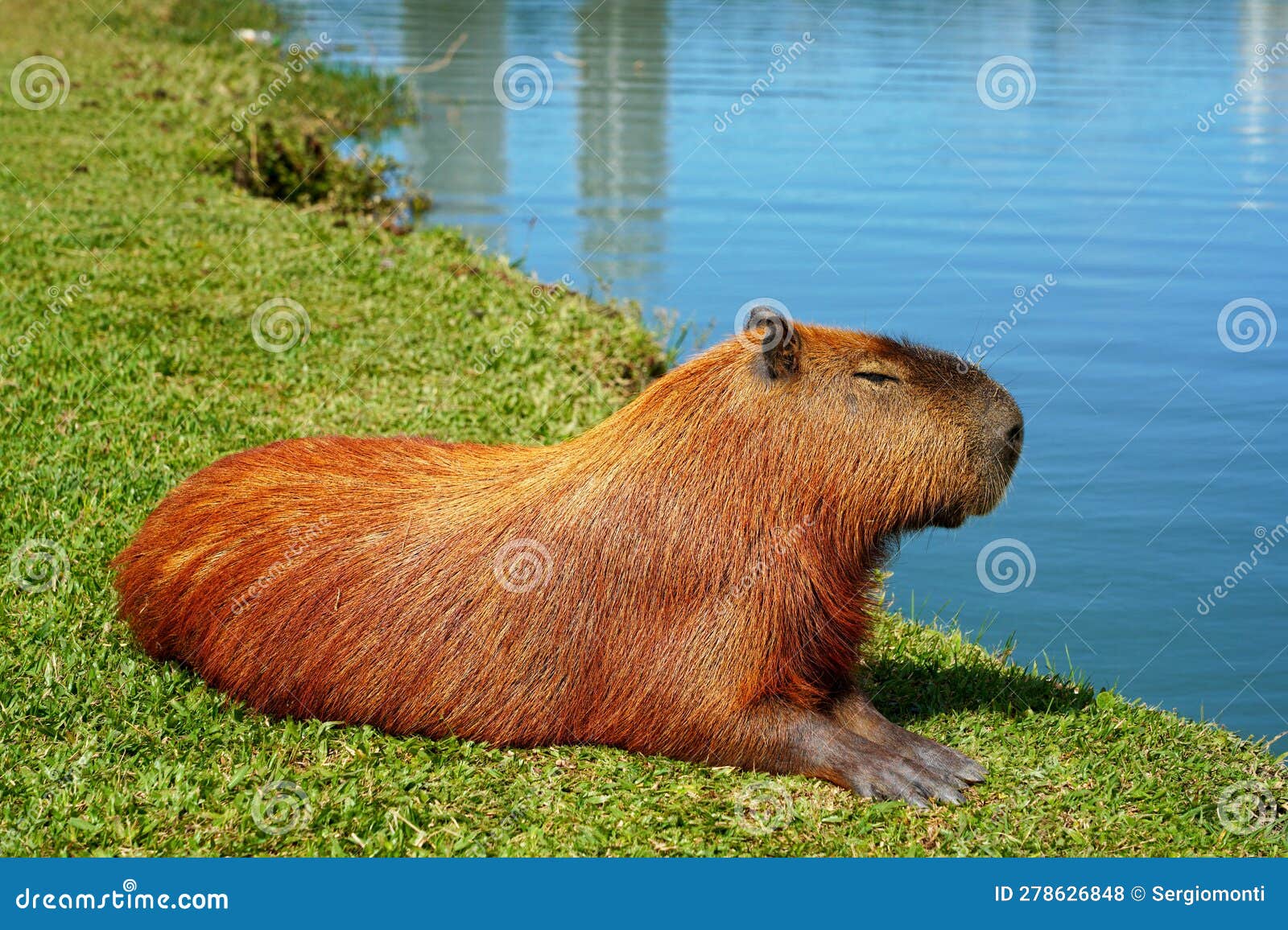Capybara Chilling Peaceful Lying by the Lake Stock Photo - Image of ...
